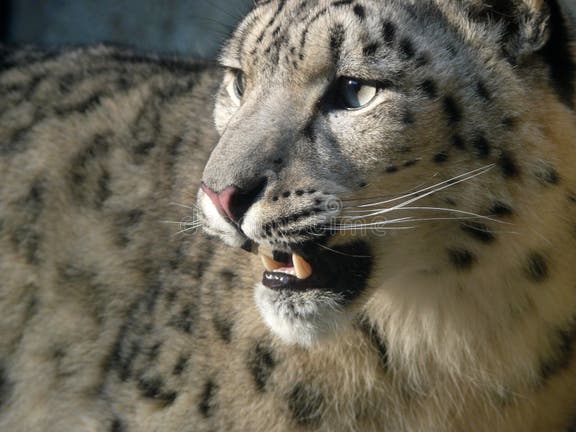 845 Teeth Snow Leopard Stock Photos - Free & Royalty-Free Stock Photos ...