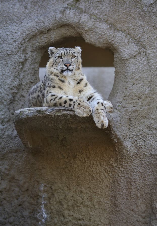 Snow leopard stock image. Image of irbis, panthera, unce - 8933425