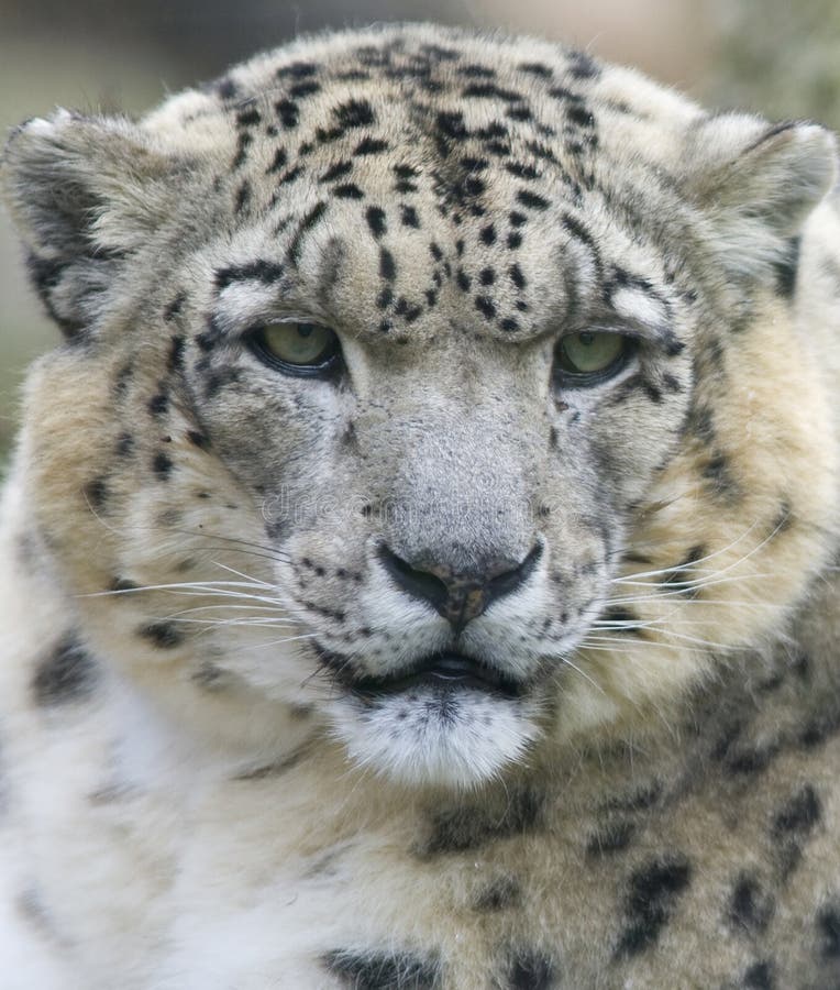 Snow Owl stock photo. Image of eyes, bird, winking, beak - 9480244