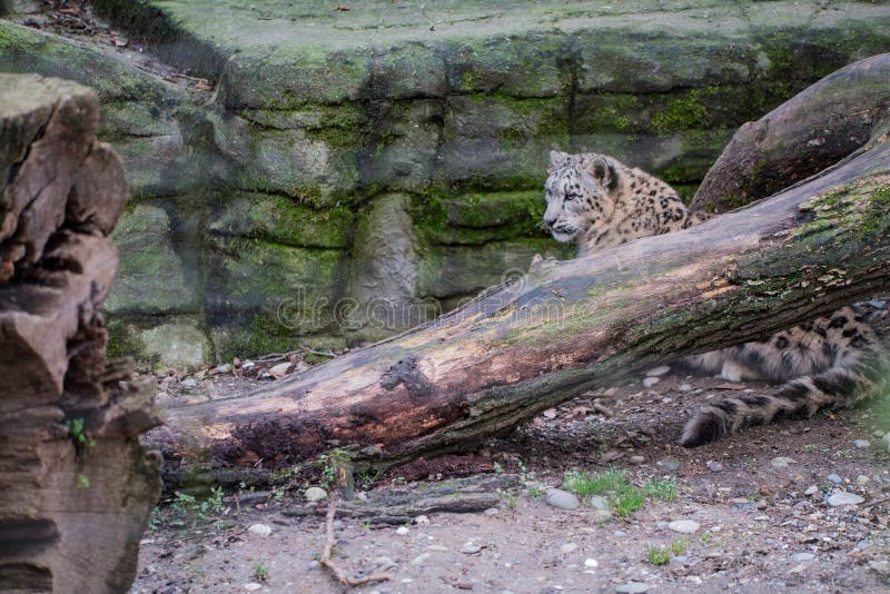 Leapard Lying Branch Stock Photos - Free & Royalty-Free Stock Photos ...