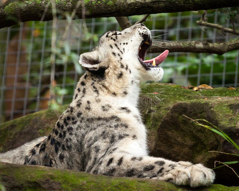 Snow Leopard in Captivity Yawning Widely after a N Stock Photo - Image ...