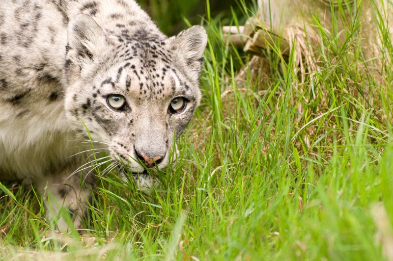 Snow Leopard Close Up stock image. Image of snow, grey - 10402971