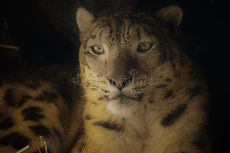 140 Snow Leopard Side View Stock Photos - Free & Royalty-Free Stock ...