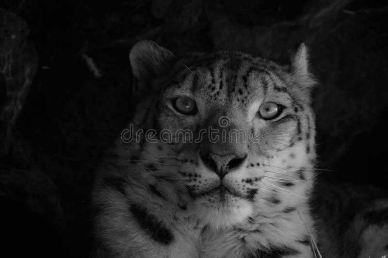 140 Snow Leopard Side View Stock Photos - Free & Royalty-Free Stock ...
