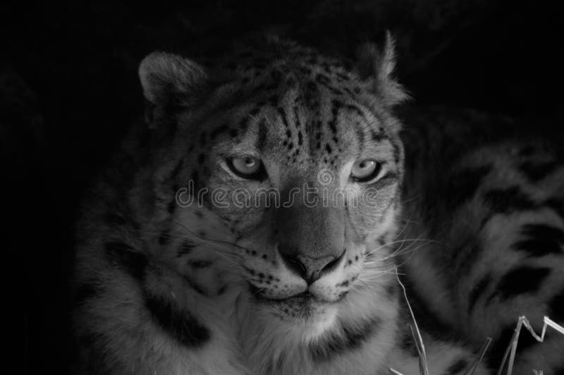 140 Snow Leopard Side View Stock Photos - Free & Royalty-Free Stock ...