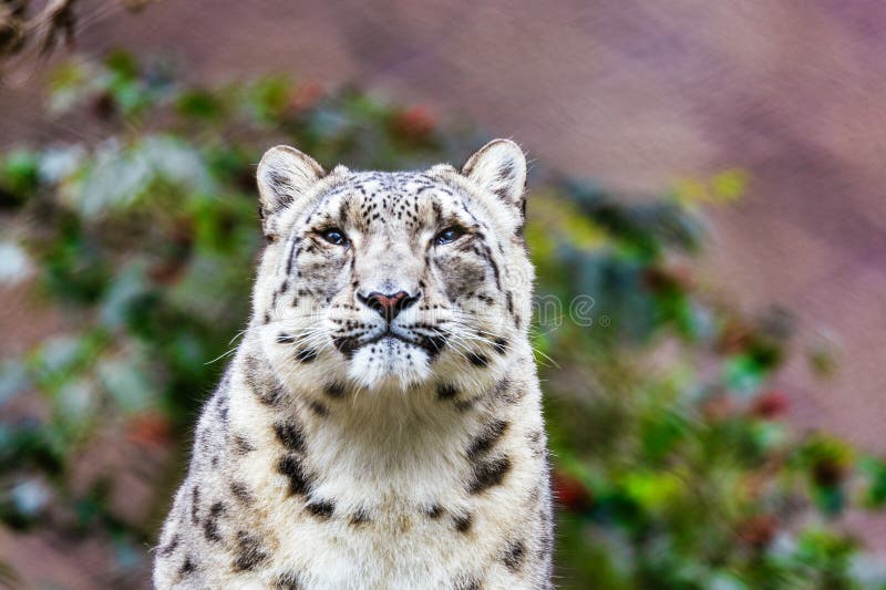 Snow Leopard Close Up, Animal Protection Concept Stock Image - Image of ...