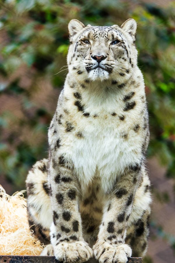 Snow Leopard Close Up, Animal Protection Concept Stock Image - Image of ...