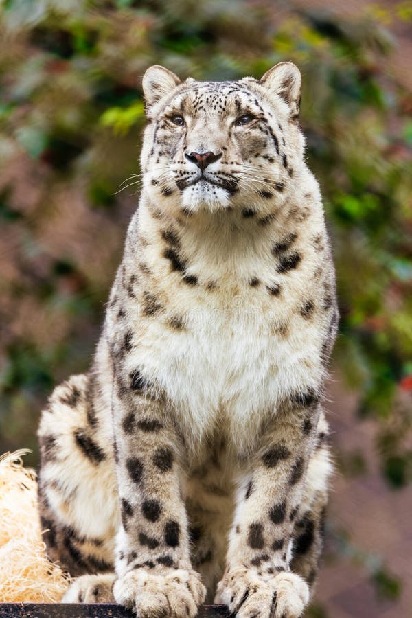 Snow Leopard Close Up, Animal Protection Concept Stock Photo - Image of ...