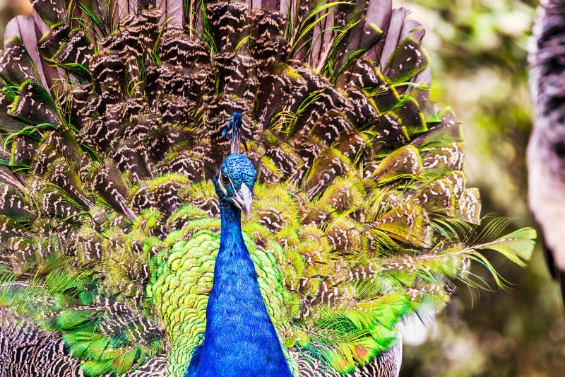 Snow Leopard Close Up, Animal Protection Concept Stock Photo - Image of ...