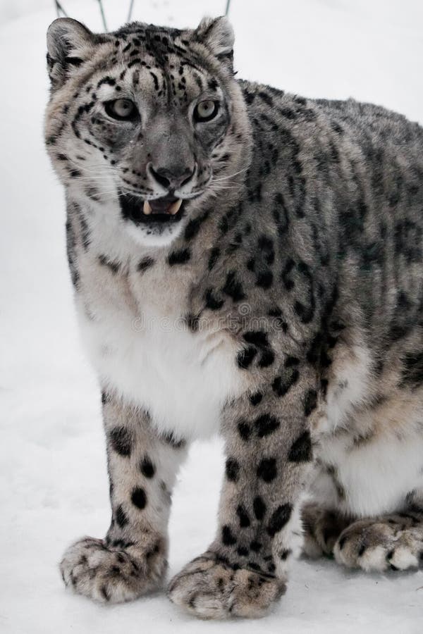 A Snow Leopard Close-up, Big Clear Eyes and Lush Fur Stock Image ...