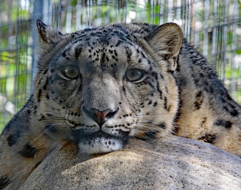 Snow Leopard stock photo. Image of leopard, animal, himalayas - 99698034