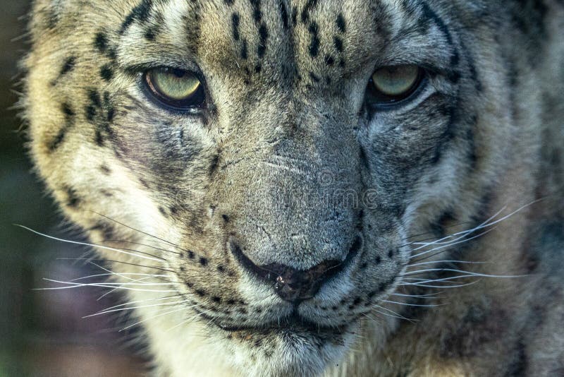 Snow Leopard Close Up Portrait Stock Photo - Image of asia, isolated ...