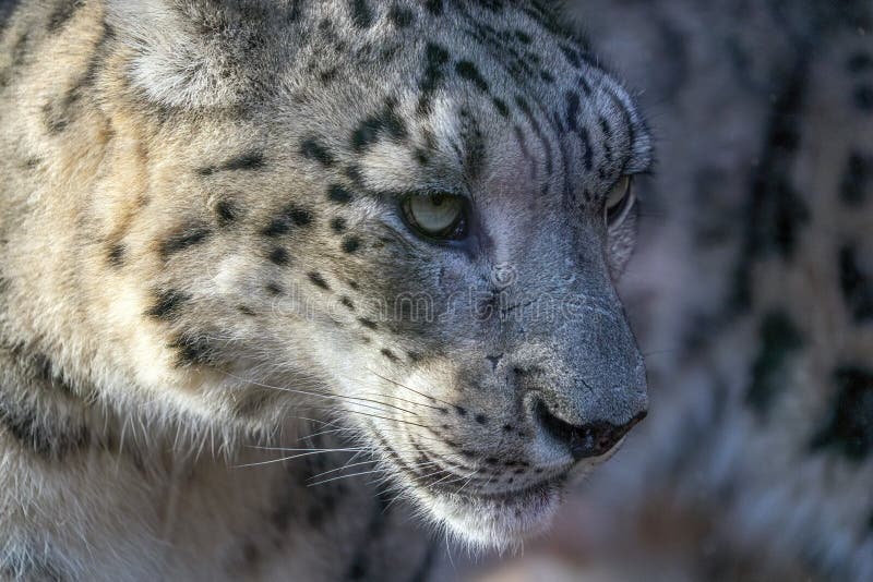 Snow Leopard Close Up Portrait Stock Image - Image of leopard, predator ...