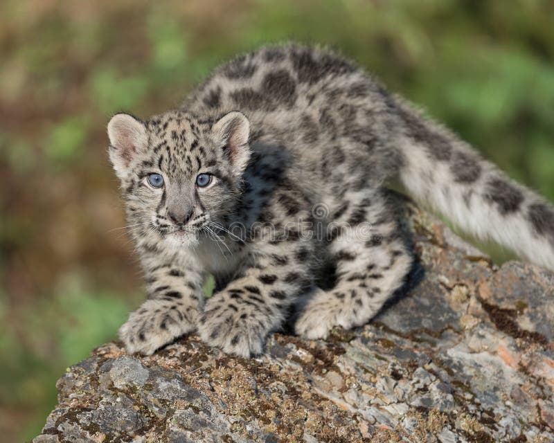 Snow Leopard Full Body Stock Photos - Free & Royalty-Free Stock Photos ...
