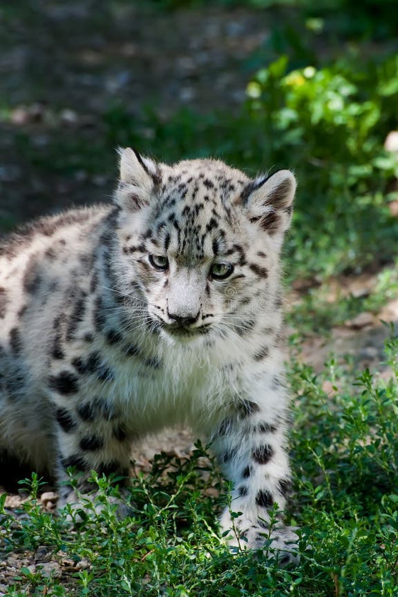 573 Snow Leopard Cub Stock Photos - Free & Royalty-Free Stock Photos ...