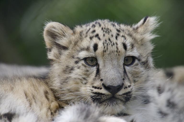 Snow Leopard Cub stock image. Image of snow, cats, wild - 9004267