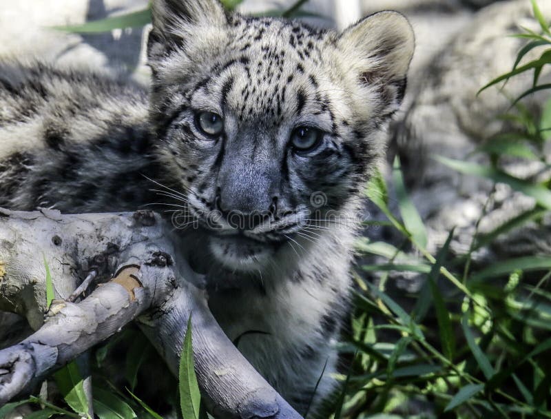 231 Snow Leopard Cub Face Photos - Free & Royalty-Free Stock Photos ...