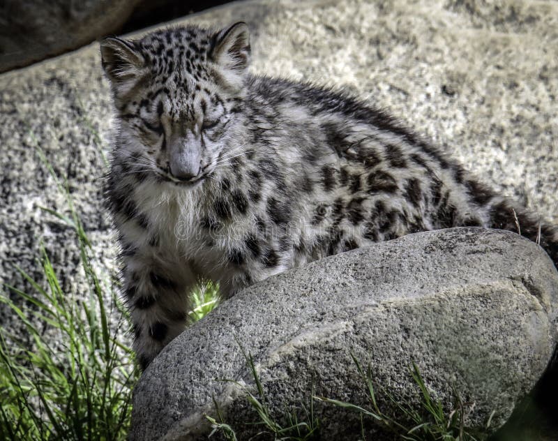Snow Leopard Cub Face stock image. Image of close, mammal - 104946363