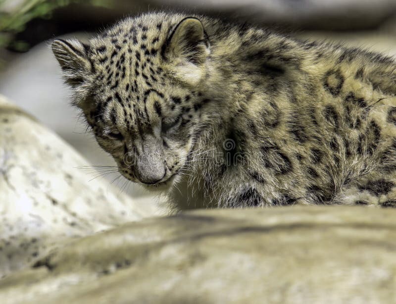 Snow Leopard Cub Face stock photo. Image of eating, furry - 104946532