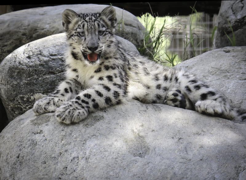 232 Snow Leopard Cub Face Stock Photos - Free & Royalty-Free Stock ...
