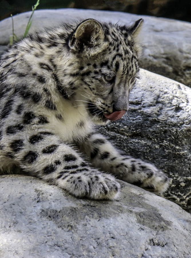 232 Snow Leopard Cub Face Stock Photos - Free & Royalty-Free Stock ...