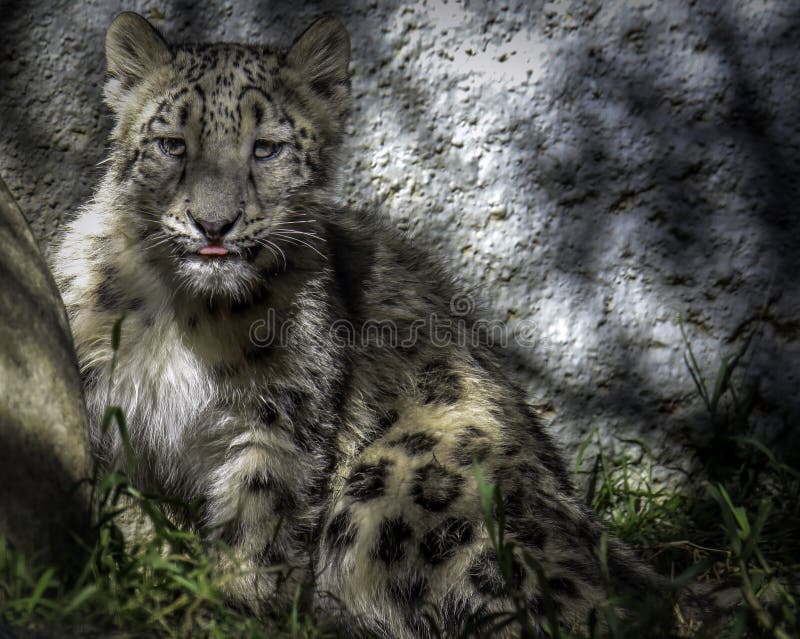 232 Snow Leopard Cub Face Stock Photos - Free & Royalty-Free Stock ...