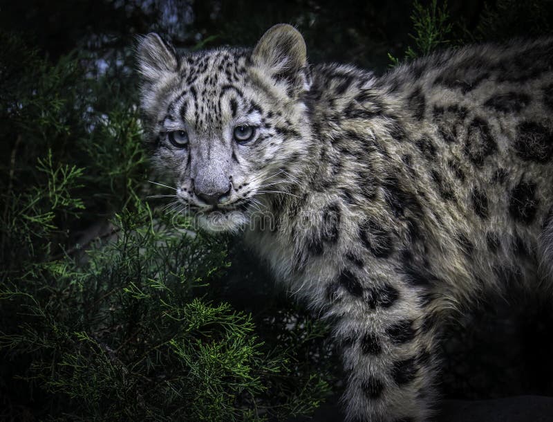 232 Snow Leopard Cub Face Stock Photos - Free & Royalty-Free Stock ...