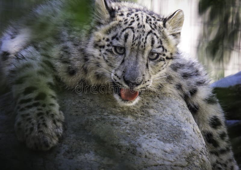 232 Snow Leopard Cub Face Stock Photos - Free & Royalty-Free Stock ...