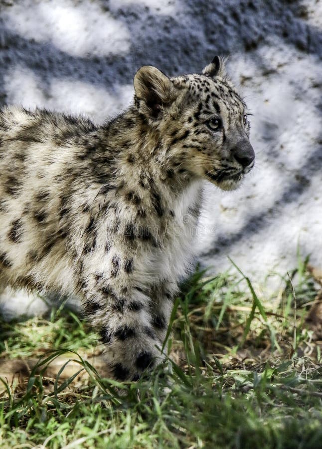 232 Snow Leopard Cub Face Stock Photos - Free & Royalty-Free Stock ...