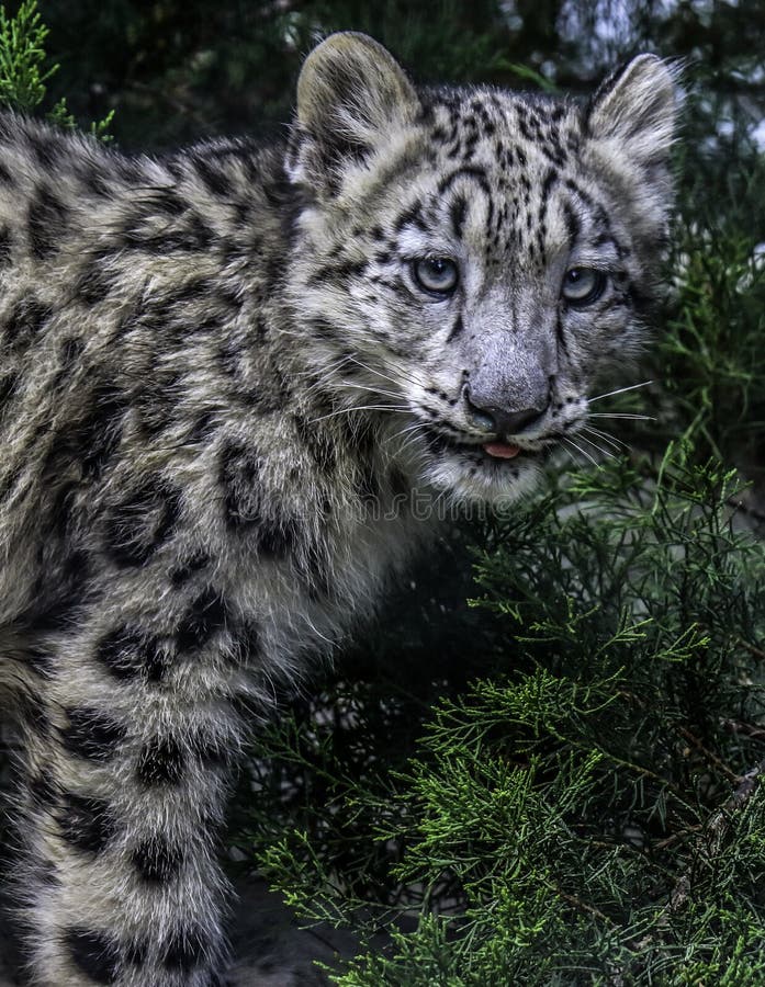 232 Snow Leopard Cub Face Stock Photos - Free & Royalty-Free Stock ...