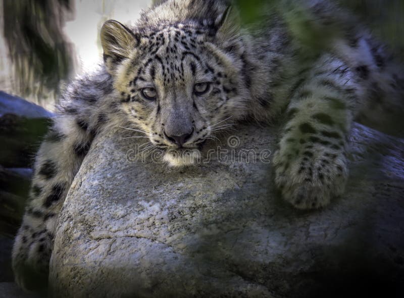 232 Snow Leopard Cub Face Stock Photos - Free & Royalty-Free Stock ...