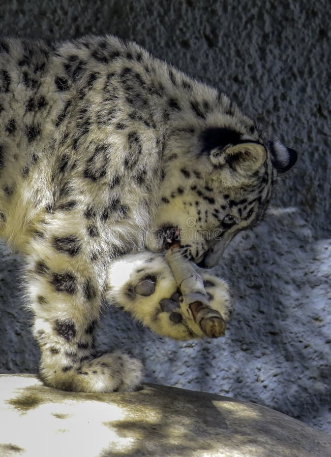 Snow Leopard Cub Face stock photo. Image of hymilayan - 104946152