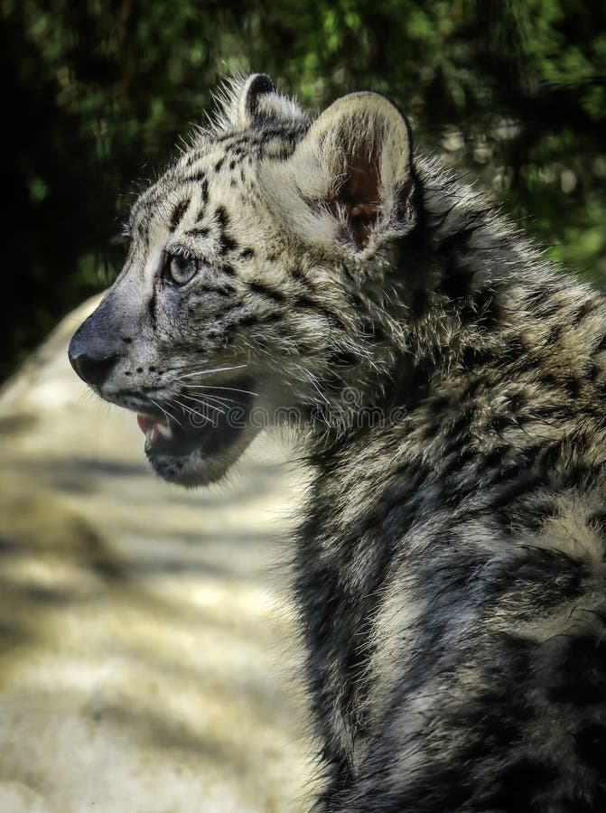 232 Snow Leopard Cub Face Stock Photos - Free & Royalty-Free Stock ...