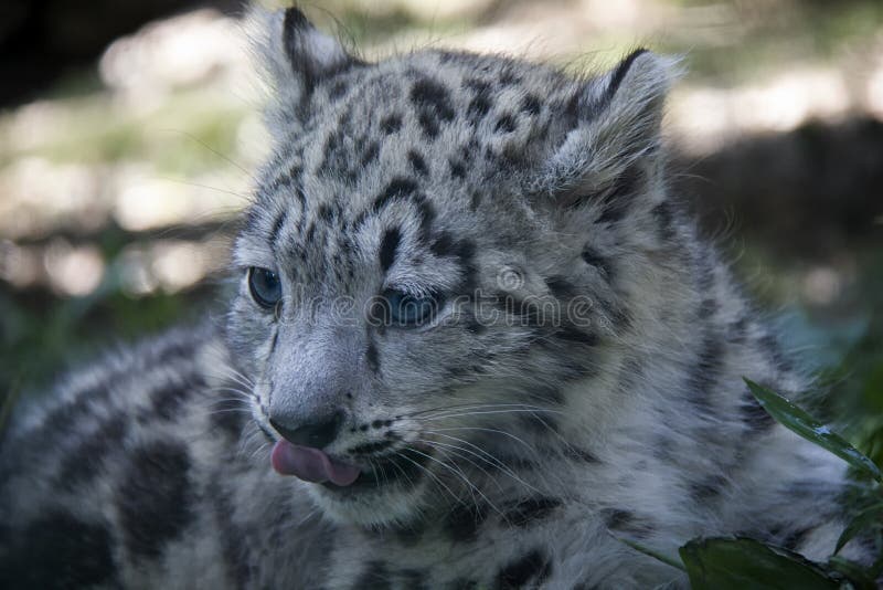 Snow leopard cub. stock image. Image of lying, leopard - 124485057