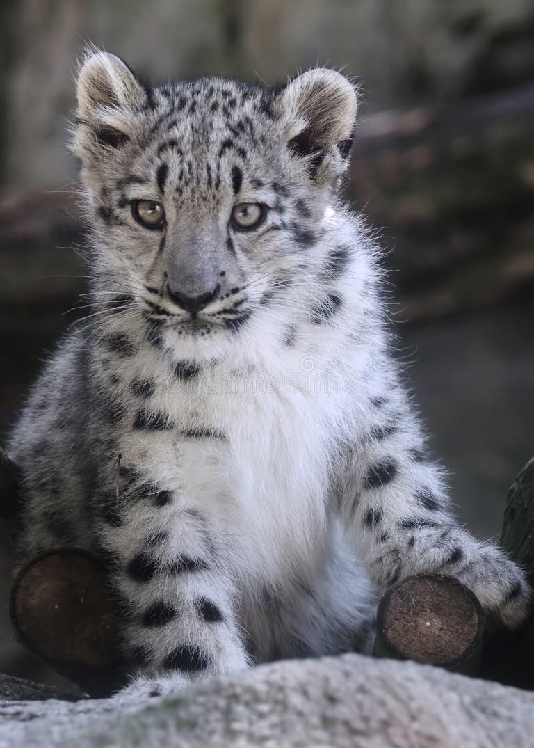 589 Snow Leopard Cub Stock Photos - Free & Royalty-Free Stock Photos ...
