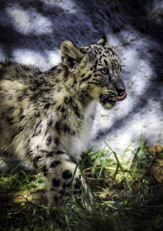 168 Snow Leopard Shadow Stock Photos - Free & Royalty-Free Stock Photos ...