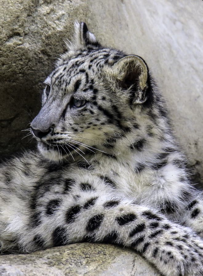 Snow leopard cub stock image. Image of rock, wildlife - 101473863