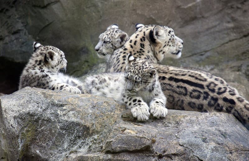 Snow Leopard Cubs Sitting with Mother Stock Image - Image of uncia ...