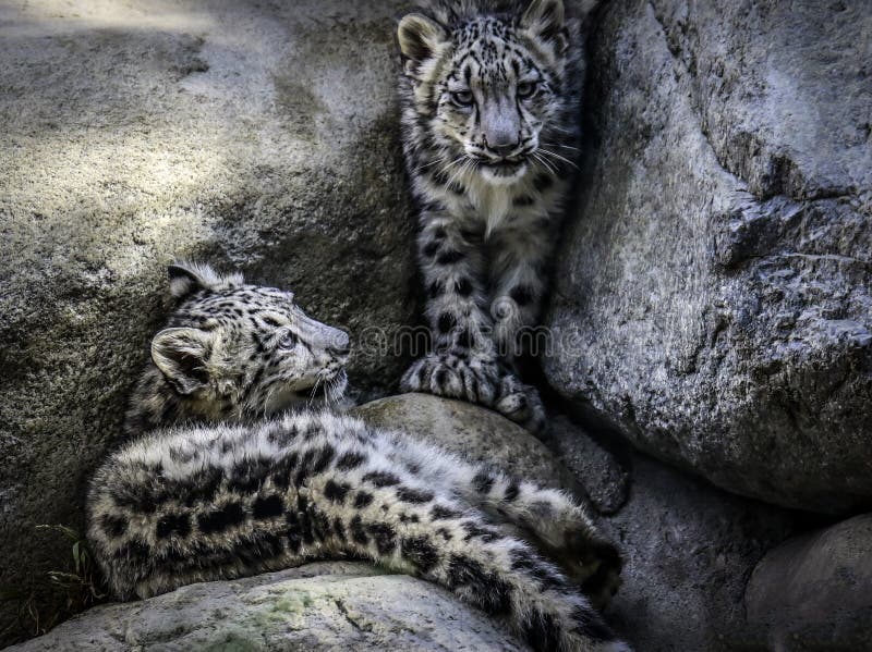 142 Snow Leopard Cub Sitting Mother Stock Photos - Free & Royalty-Free ...