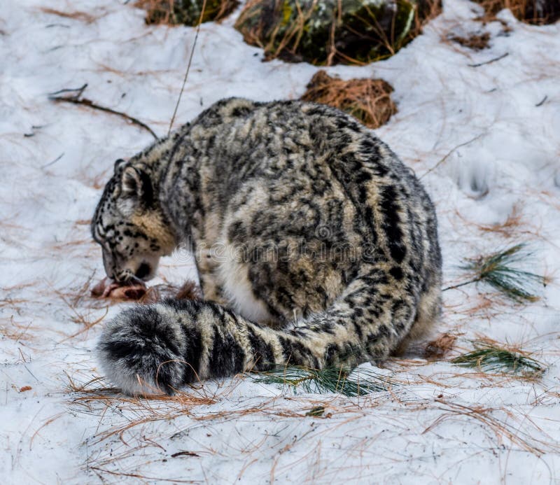 Snow Leopard Eating His Lunch Stock Photo - Image of north, lunch ...