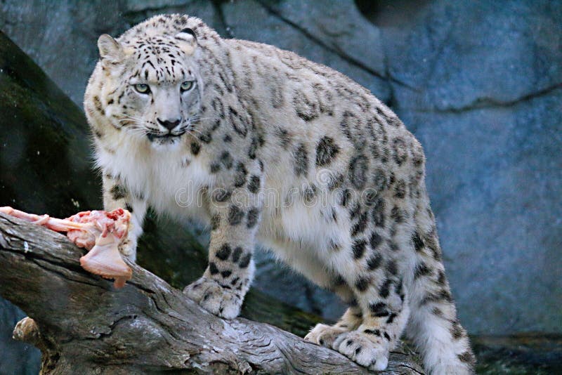 Angry Snow Leopard