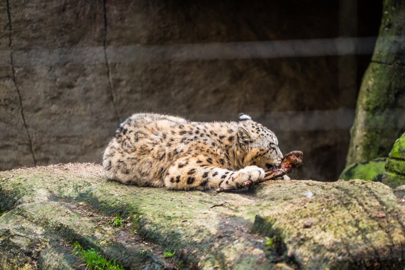 Snow Leopard Eating the Meat of a Bone Stock Photo - Image of meet ...