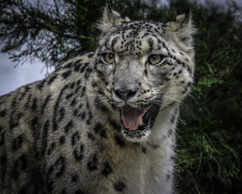 Snow Leopard Face stock image. Image of himalayan, eating - 104945813