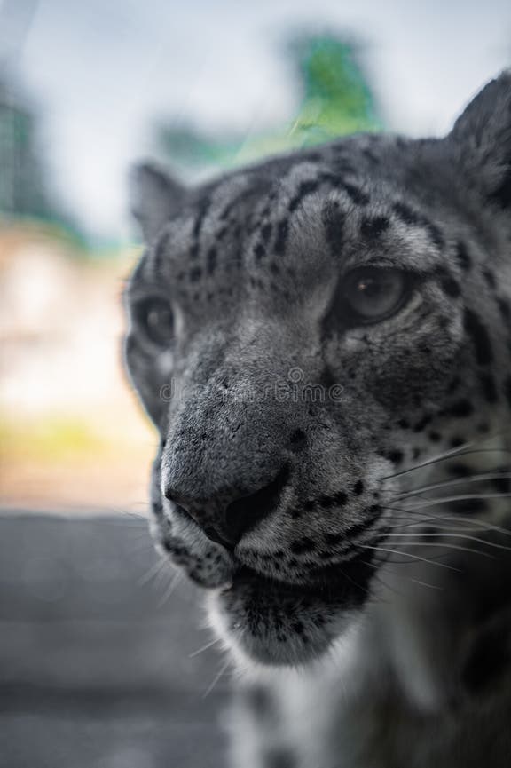 Snow Leopard Face Portrait Close Up Stock Photo - Image of leopard ...