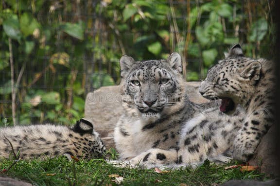 Snow leopard family stock image. Image of monther, family - 11439083