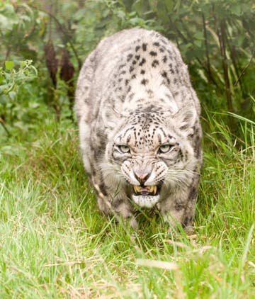 Snow Leopard Growling stock image. Image of growl, feline - 10333185