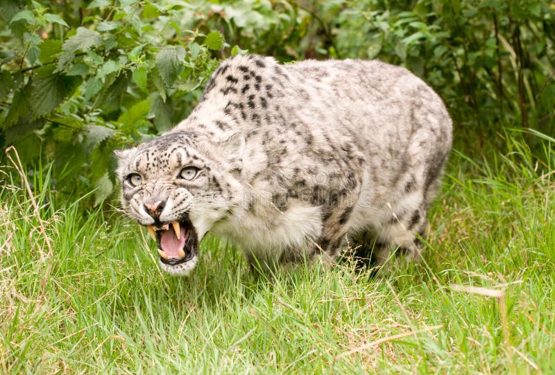 Snow Leopard Growling stock photo. Image of spotted, rare - 10333604