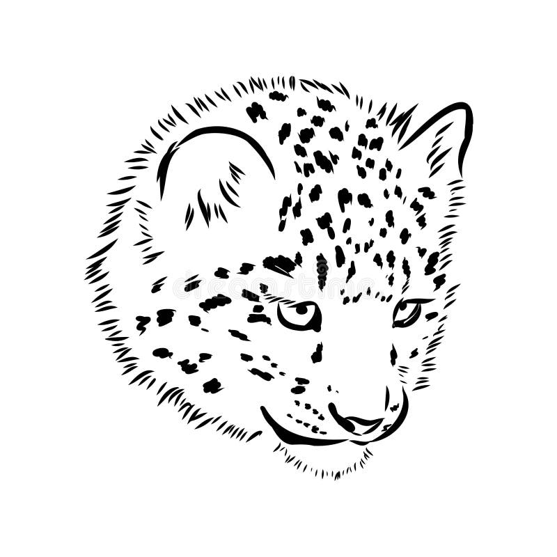 Snow Leopard , Hand Drawn Doodle, Sketch in Pop Art Style, Vector ...