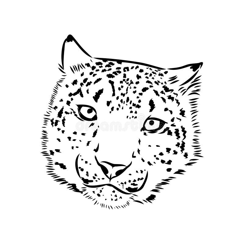 Snow Leopard , Hand Drawn Doodle, Sketch in Pop Art Style, Vector ...