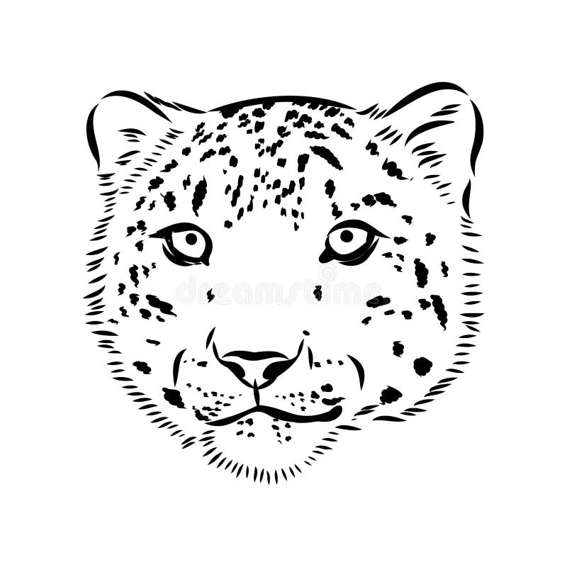 Snow Leopard , Hand Drawn Doodle, Sketch in Pop Art Style, Vector ...